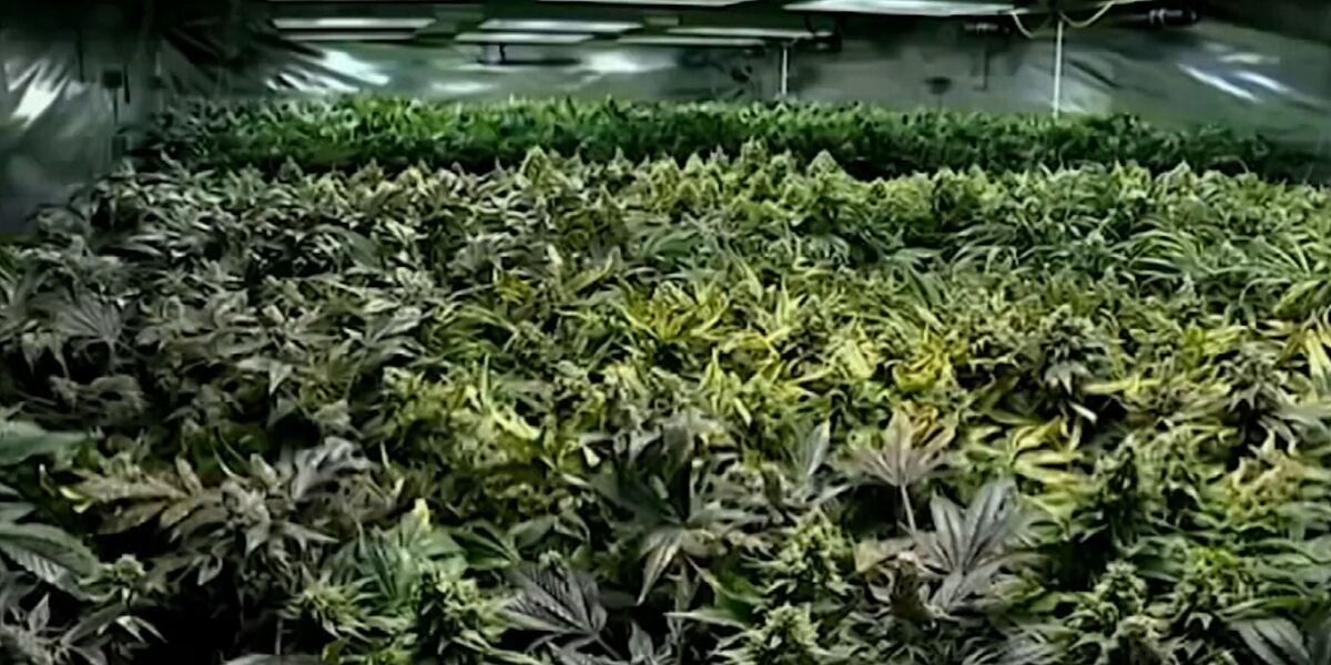 DEA set to reclassify marijuana DEA set to reclassify marijuana